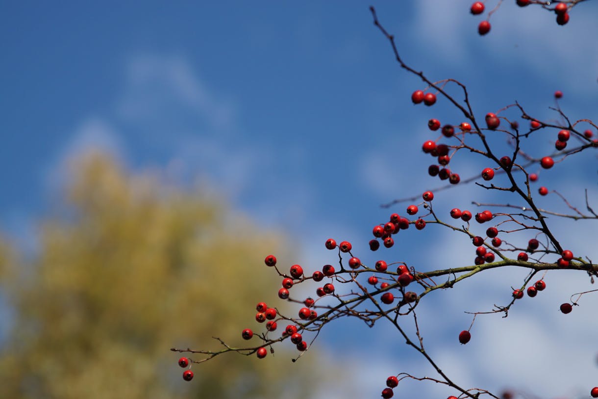 Blauwe Kamer - Utrechts Landschap
