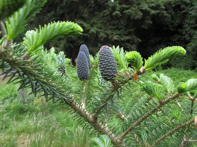Bosgebied Birkhoven - Utrechts Landschap