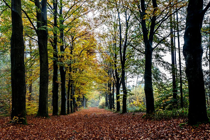 Heidestein - Bornia - Utrechts Landschap
