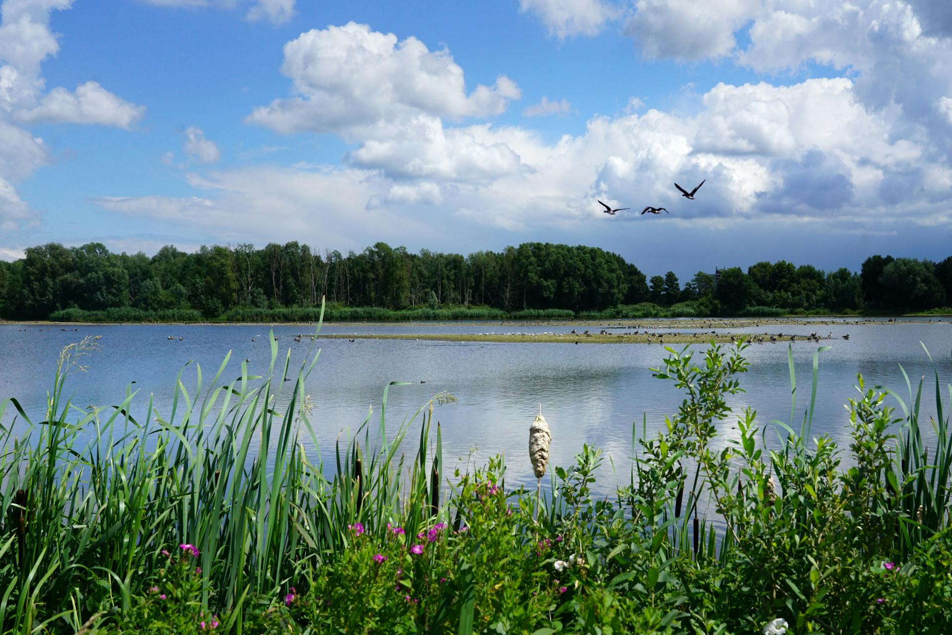 Wolf - Utrechts Landschap