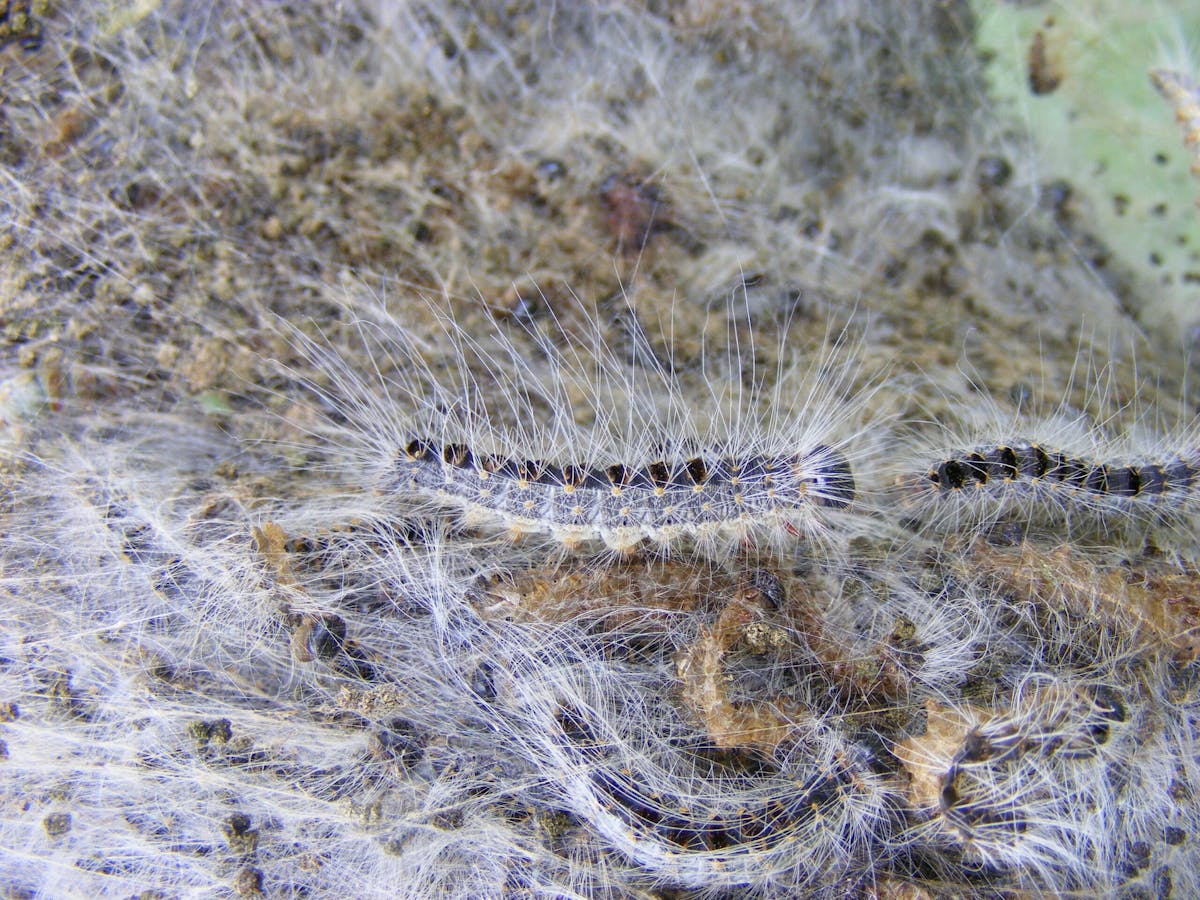 De eerste eikenprocessierupsen - Utrechts Landschap