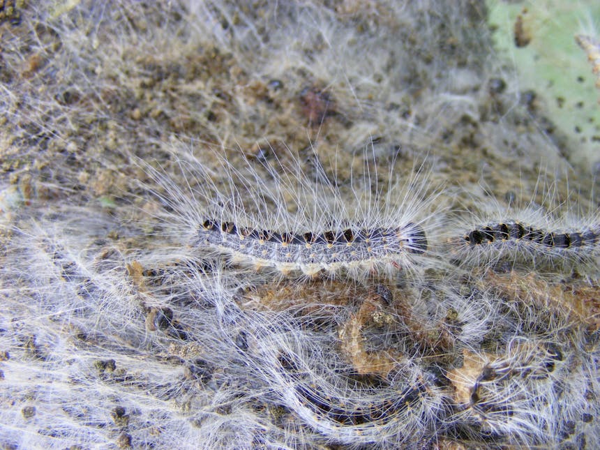 Eikenprocessierups - Utrechts Landschap
