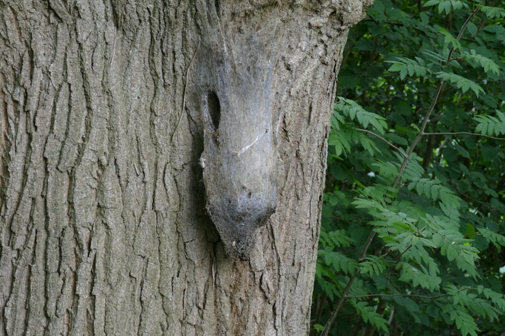 Overlast eikenprocessierups - Utrechts Landschap