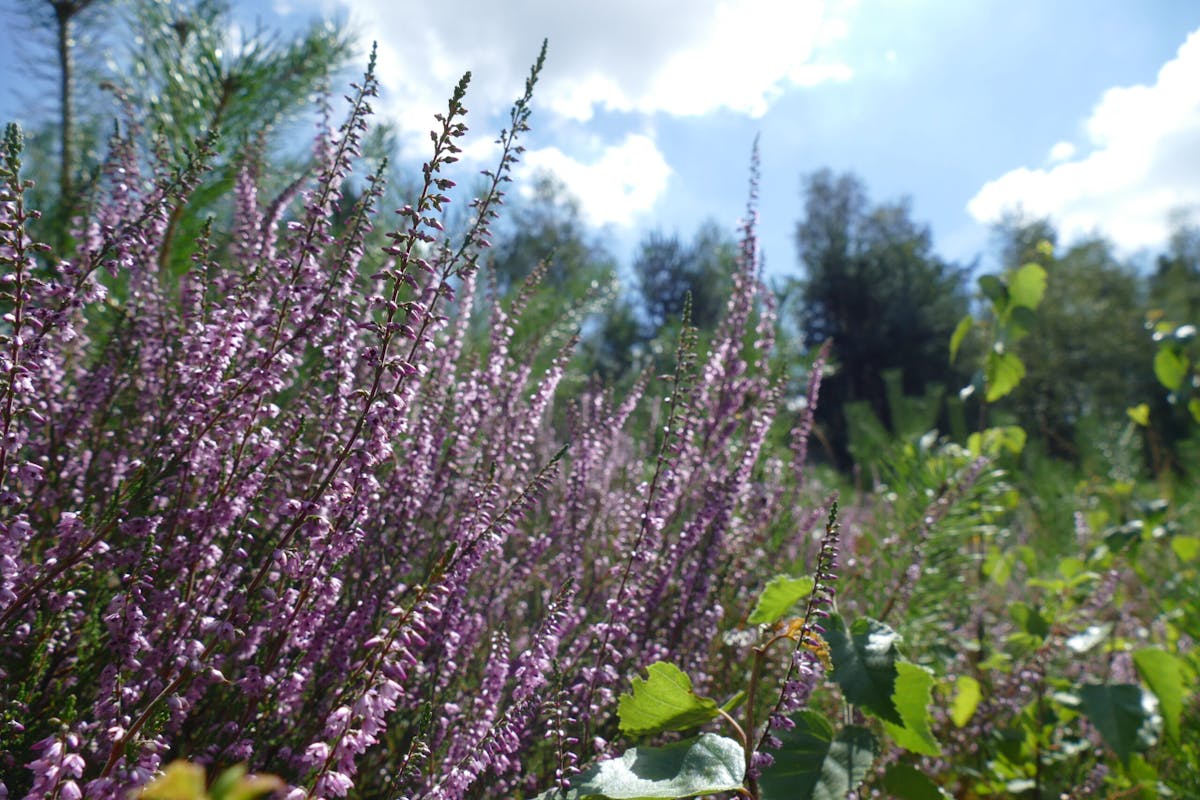 Heidetuin - Utrechts Landschap