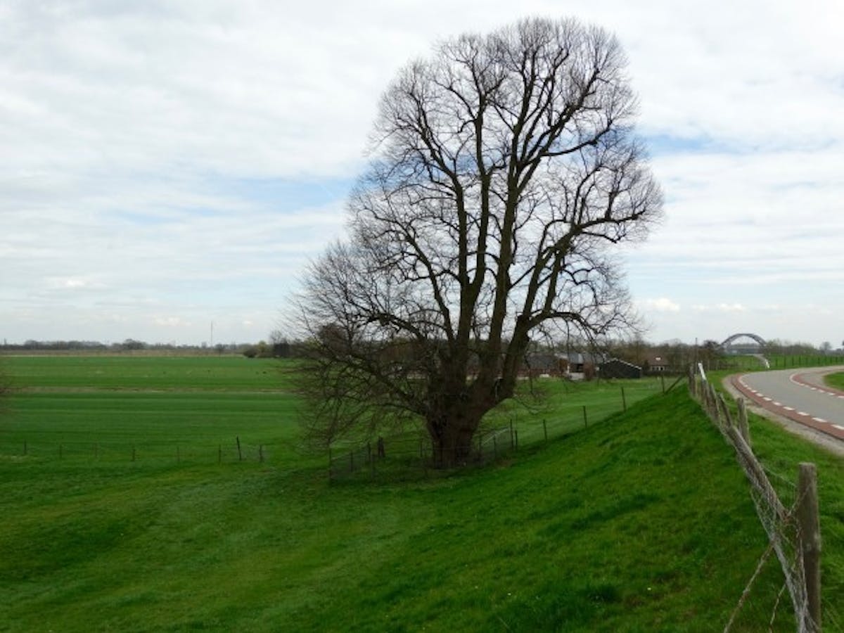 Bijzondere bomen (II) de linde - Utrechts Landschap