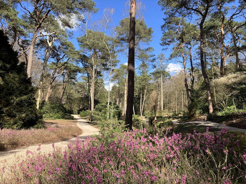 Opknapbeurt Driebergse Heidetuin van start - Utrechts Landschap