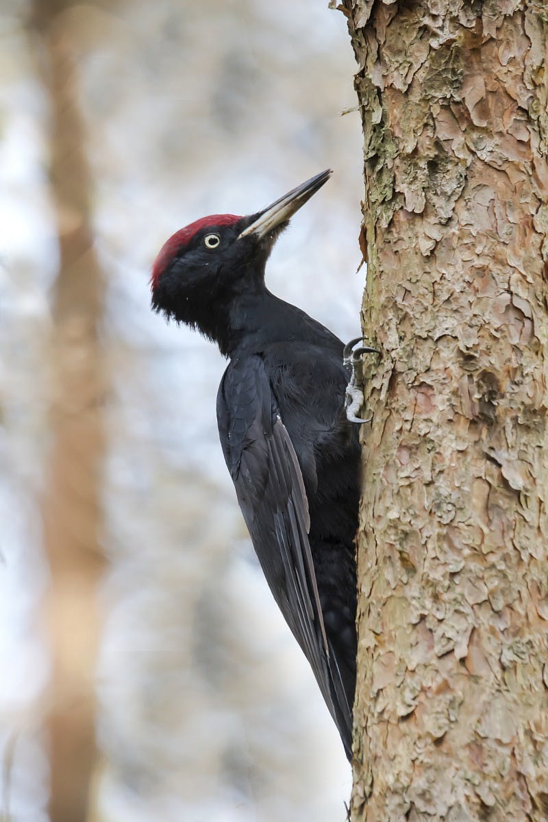 Column: Harry - Utrechts Landschap