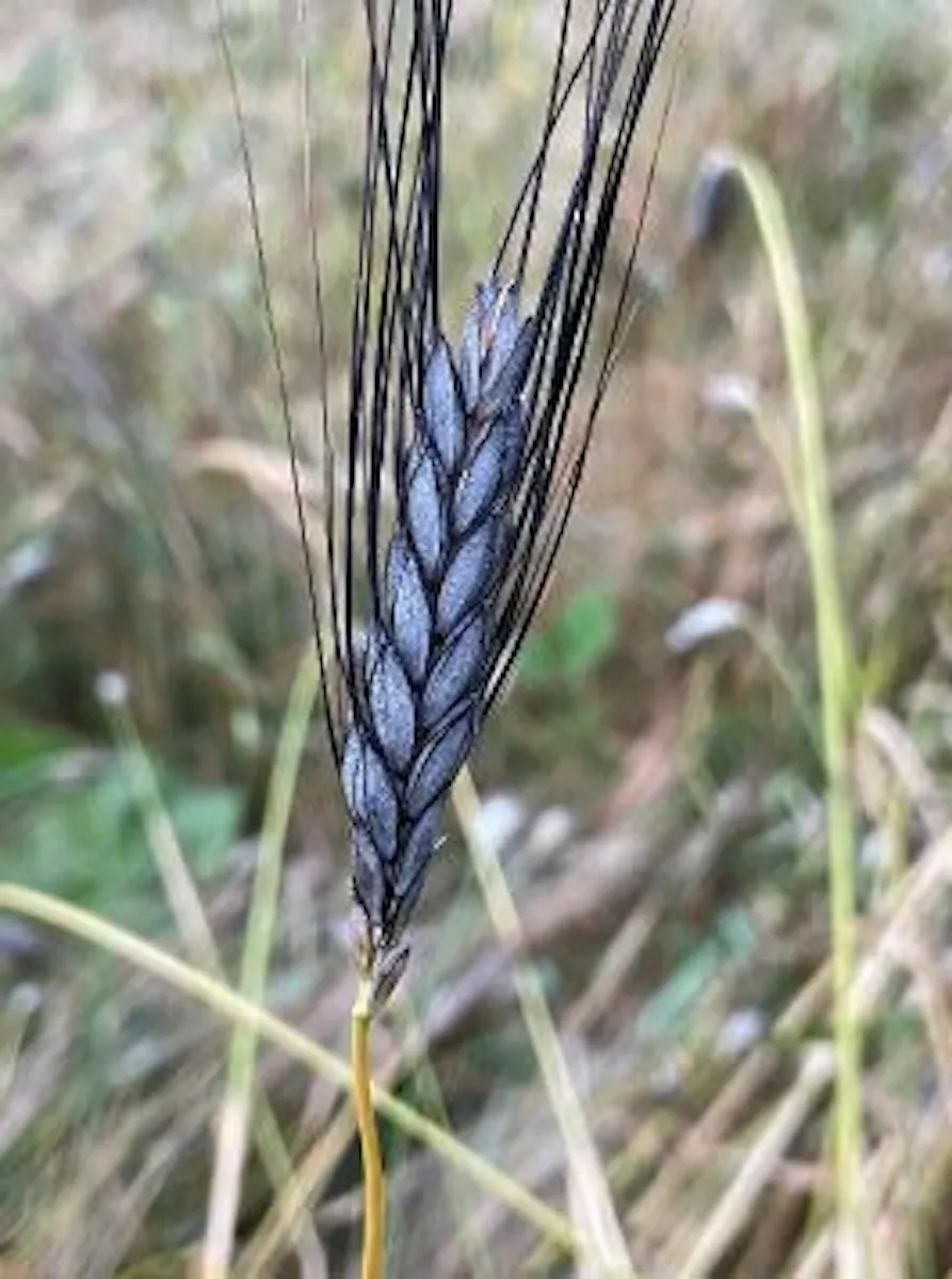 De terugkeer van de Utrechtse Blauwe - Utrechts Landschap