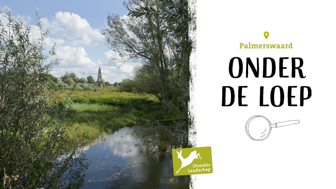 Natuurgebied Palmerswaard Onder de Loep - Utrechts Landschap