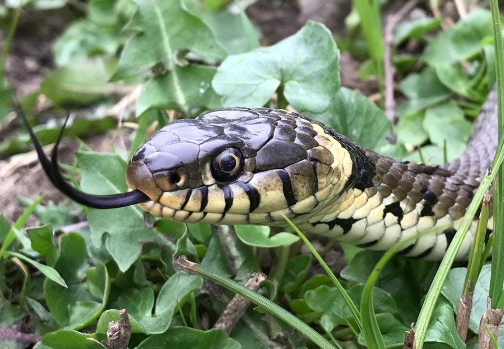 Hoop voor ringslangen in Blauwe Kamer - Utrechts Landschap