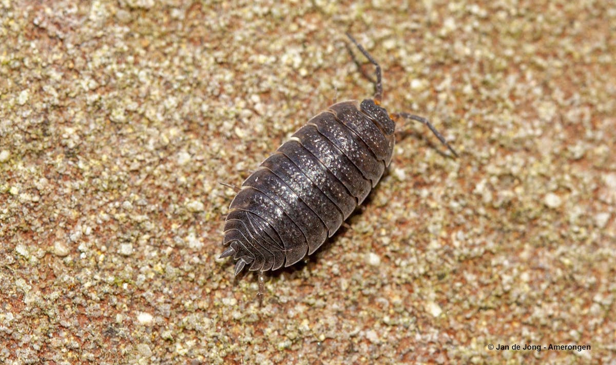 Ruwe pissebed: klein schaaldiertje - Utrechts Landschap