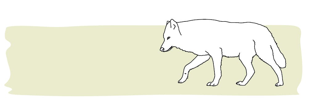 De wolf in Utrecht - Utrechts Landschap