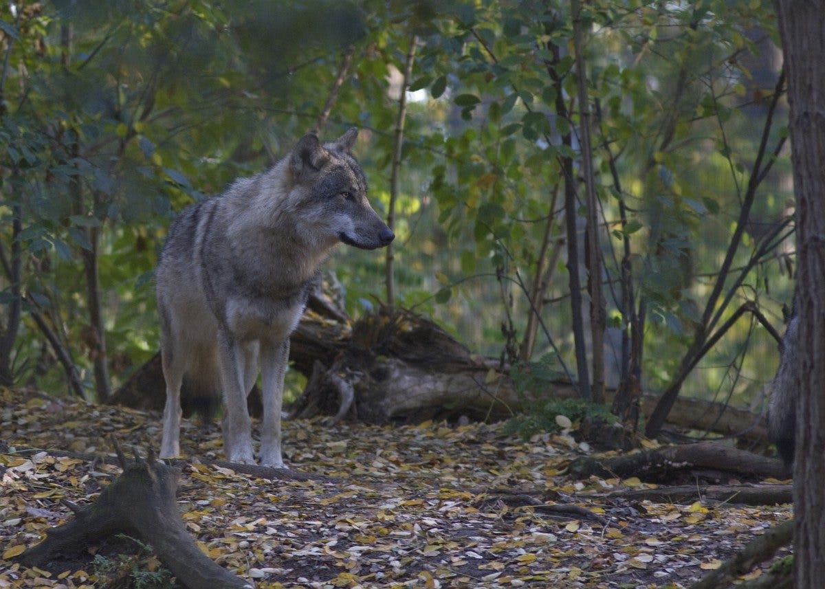 De wolf in Utrecht - Utrechts Landschap